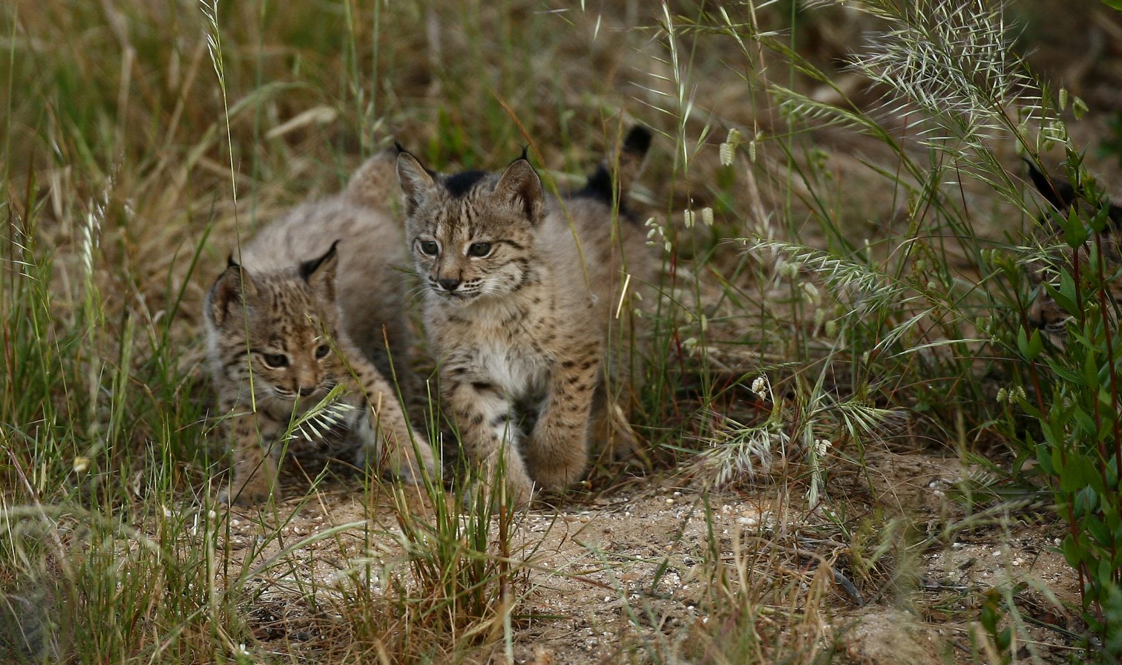 La población de linces ibéricos alcanza su máximo histórico: 1.668 ...